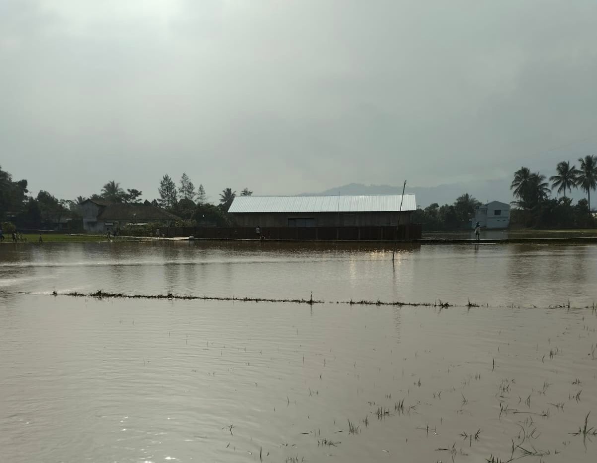 Sungai Cikondang Meluap, Puluhan Hektare Sawah Rusak Terendam Banjir di Cibeber Cianjur ...