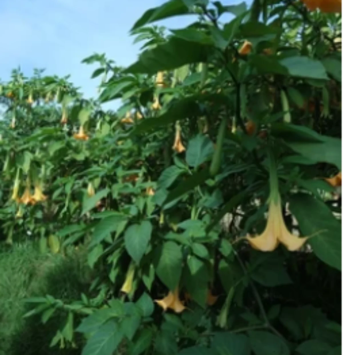 Menelusuri Jejak Kecubung: Dari Tanaman Liar Hingga Narkoba Terlarang ...