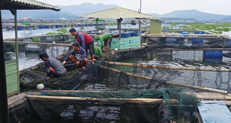 Puluhan Ton Ikan di Cirata Mati, Petani Merugi Jutaan Rupiah ...