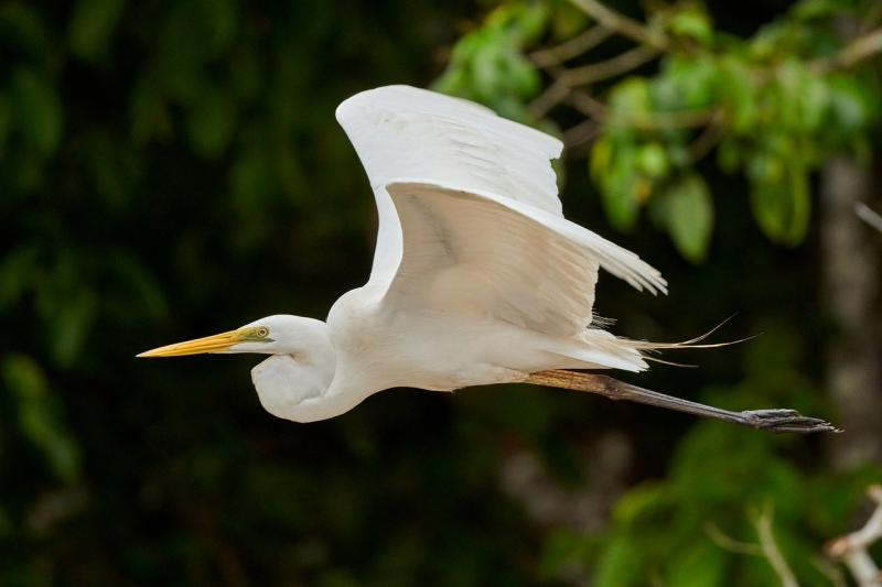Mengenal Lebih Dekat Tentang Burung Kuntul – jabarekspres.com