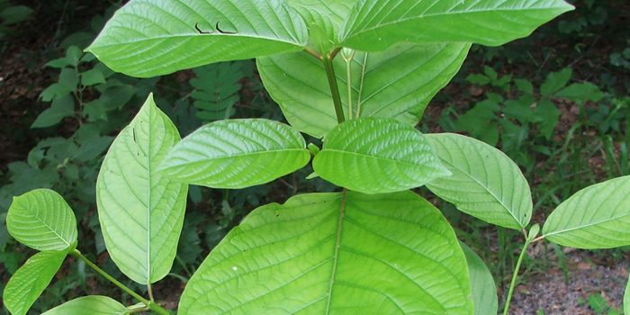 Mengenal Kratom, Tanaman Candu yang Digunakan Geng Motor Untuk Mabuk ...