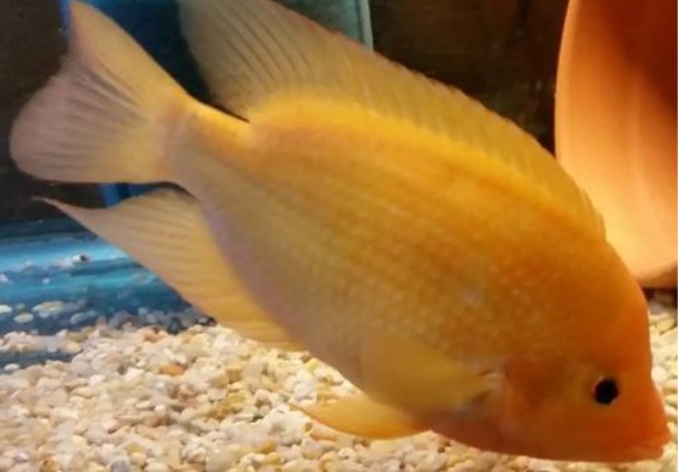 5 Fakta Menarik Ikan Red Devil, Hewan Cantik Tapi Mematikan ...