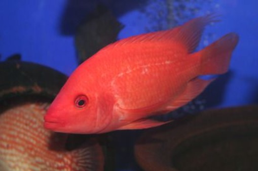 Apa Itu Ikan Red Devil? Ikan yang Meresahkan Nelayan Danau Toba ...