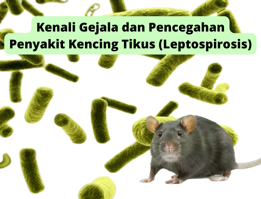 Mengenal Leptospirosis, Penyakit yang Membuat 9 Warga Jawa Timur ...