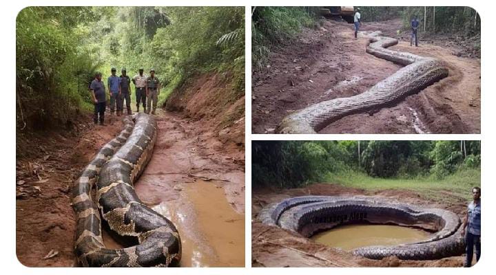 Heboh Beredar di Media Sosial Foto Ular Raksasa Di Jalan – jabarekspres.com