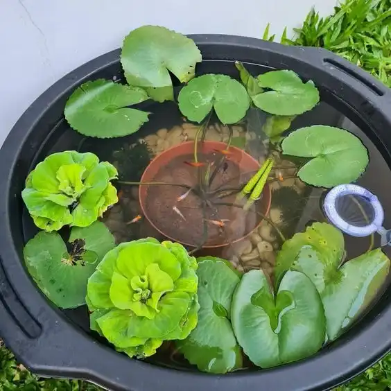Inspirasi Kolam Ikan Mini di Teras Rumah Indah dan Estetik, dari Bahan ...