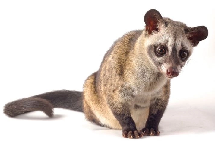 Mengenal Lebih Dekat Makanan Musang Pandan sebagai Hewan Peliharaan ...