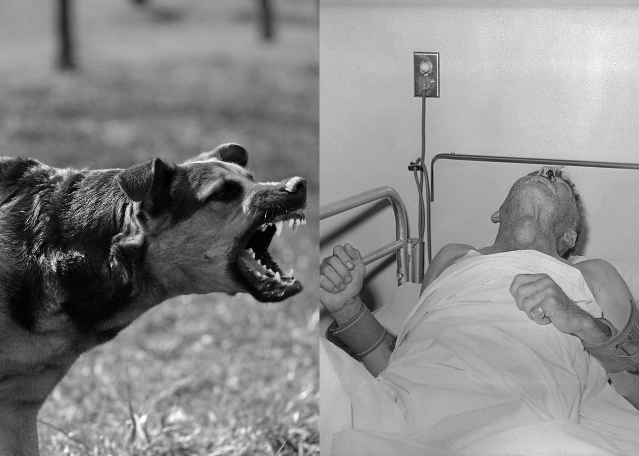 Bahaya Rabies: Penyakit Mematikan yang Dapat Dicegah – jabarekspres.com