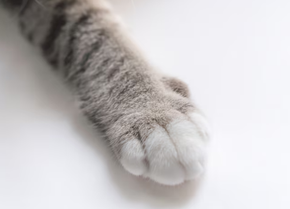 Mengapa Kucing Tidak Suka Disentuh pada Bagian Kaki Mereka? Begini ...