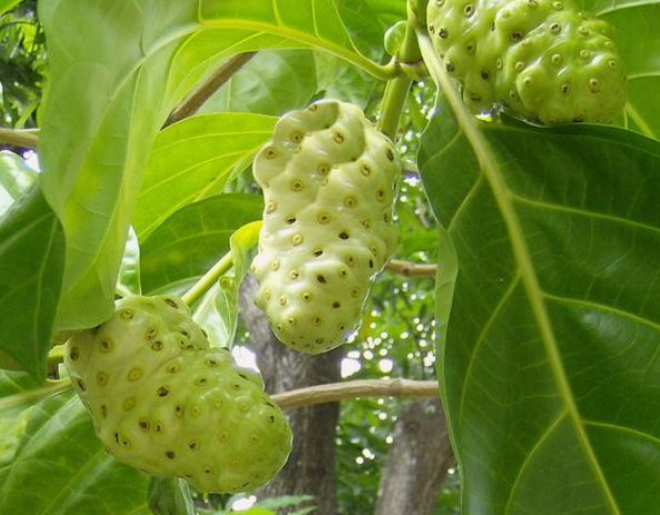Pernah Coba Buah Mengkudu? Ketahui Manfaatnya untuk Kesehatan di Sini ...