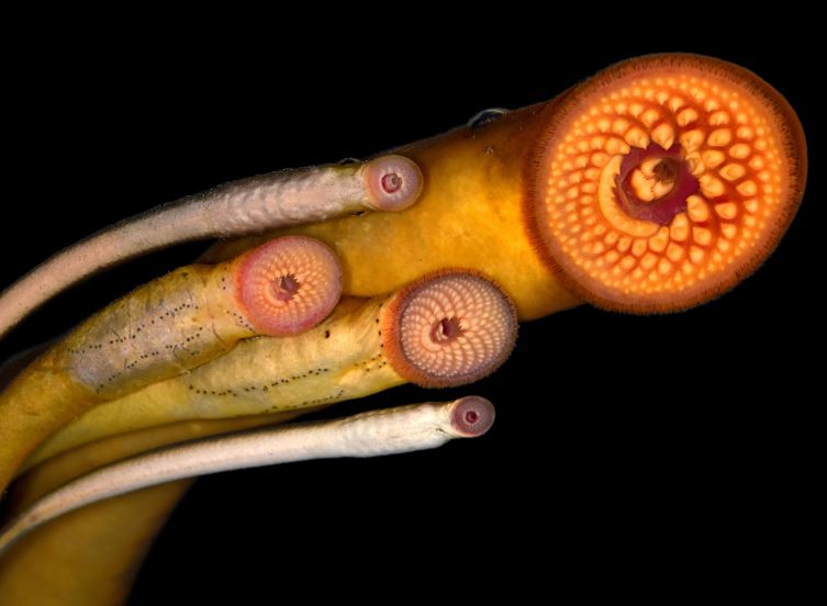 Penemuan Lamprey di Air Tawar, Belut Penghisap Darah asal Australia ...