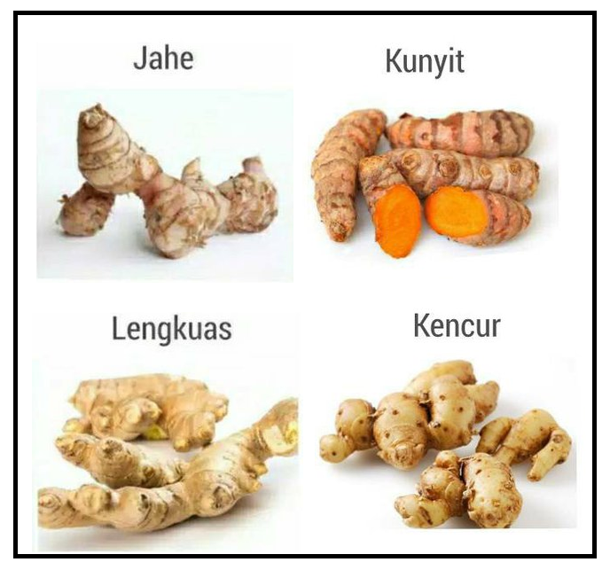 Cara Membedakan Jahe, Kunyit, Lengkuas, dan Kencur – jabarekspres.com