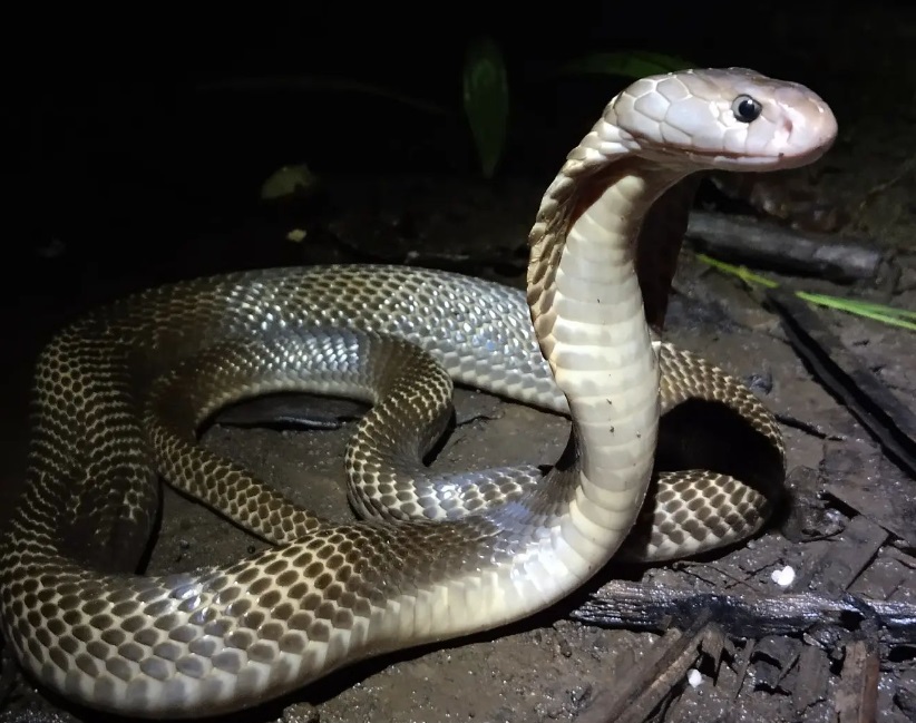 Cara Kerja Racun atau Bisa Ular Saat Masuk ke Tubuh Manusia ...
