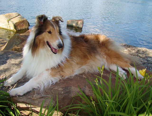 Inilah 8 Fakta Unik yang Bikin Kamu Jatuh Cinta pada Anjing Collie ...