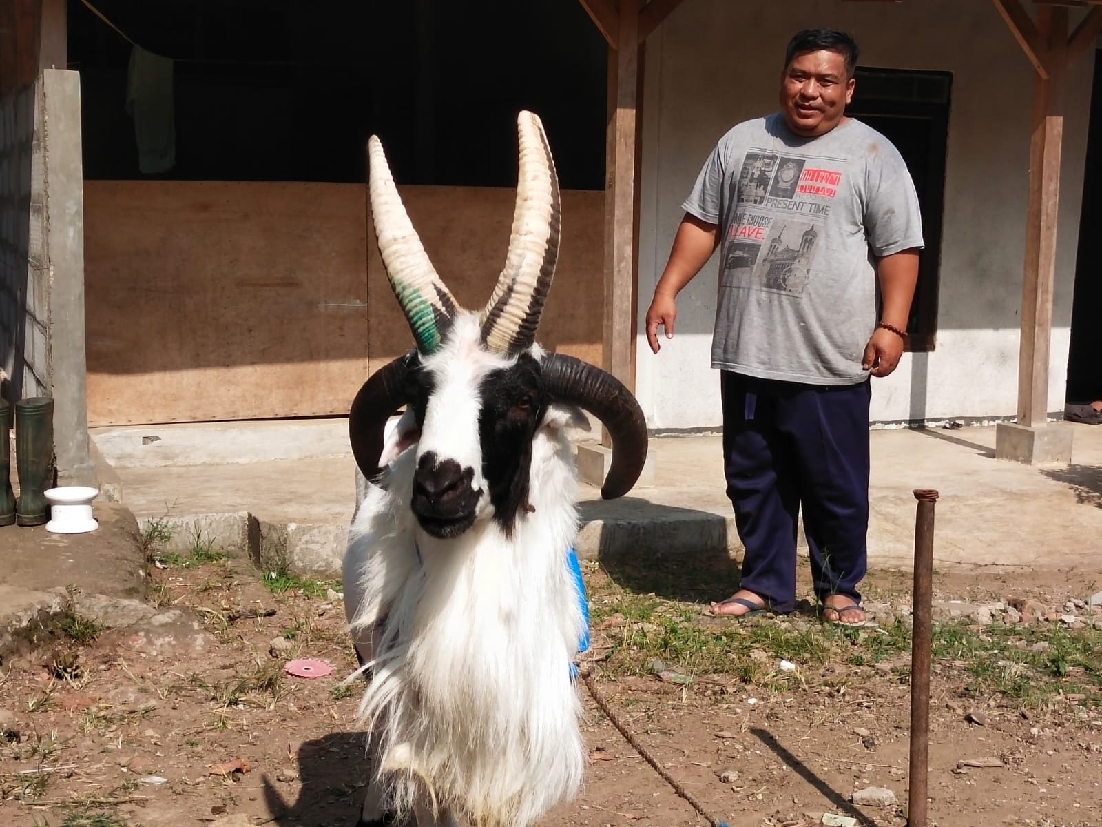 Domba Garut Bertanduk 4 Milik Warga Sumedang Bakal Dijual Jika Harganya ...