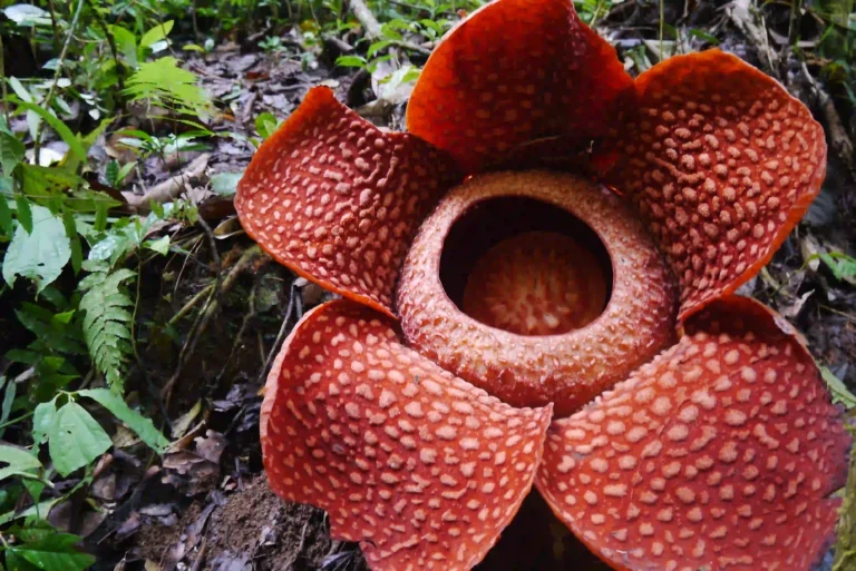 Habitat Flora Bunga Rafflesia di Ambang Kepunahan Akibat Ulah Manusia ...