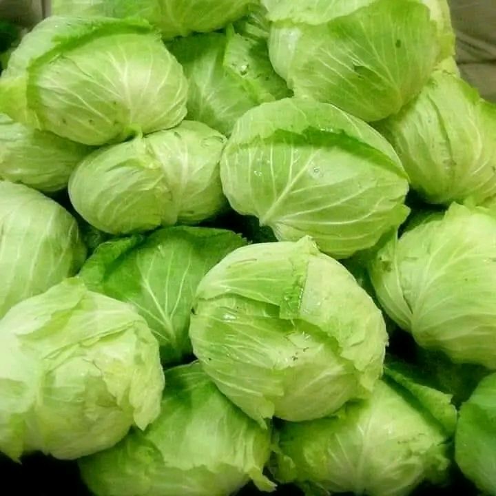 Manfaat Sayur Kol untuk Kesehatan Tubuh Mampu Mencegah Diabetes ...