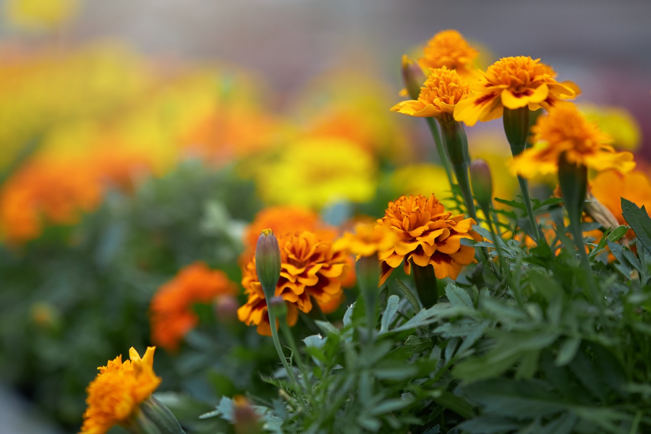Selain Sebagai Pengobatan Tradisional, Ketahui Manfaat Bunga Marigold ...