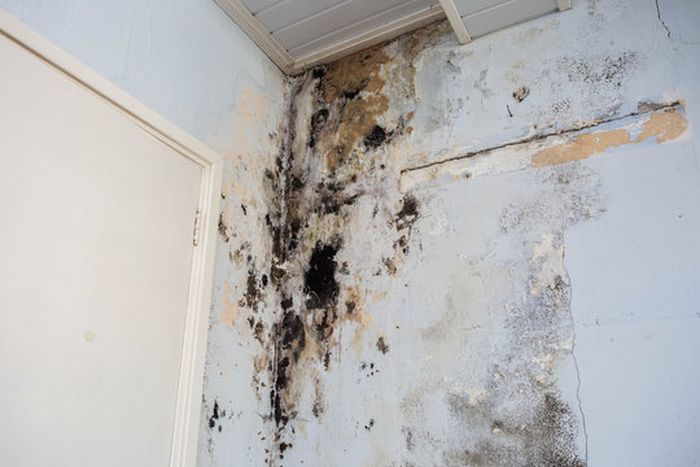 4 Cara Efektif Menghilangkan Jamur Hitam di Dinding Rumah ...
