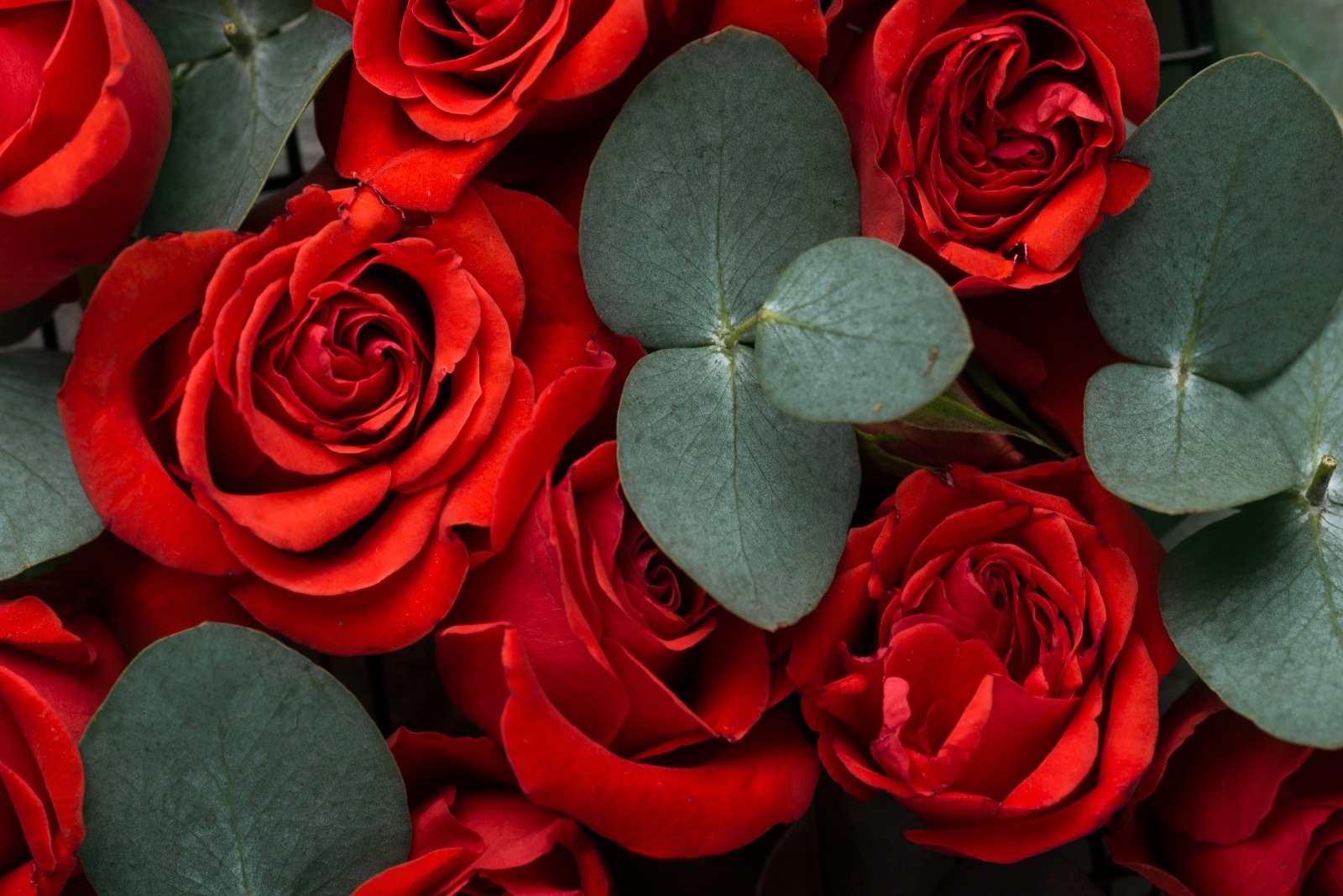 7 Manfaat Menarik dari Bunga Mawar yang Belum Banyak Diketahui ...