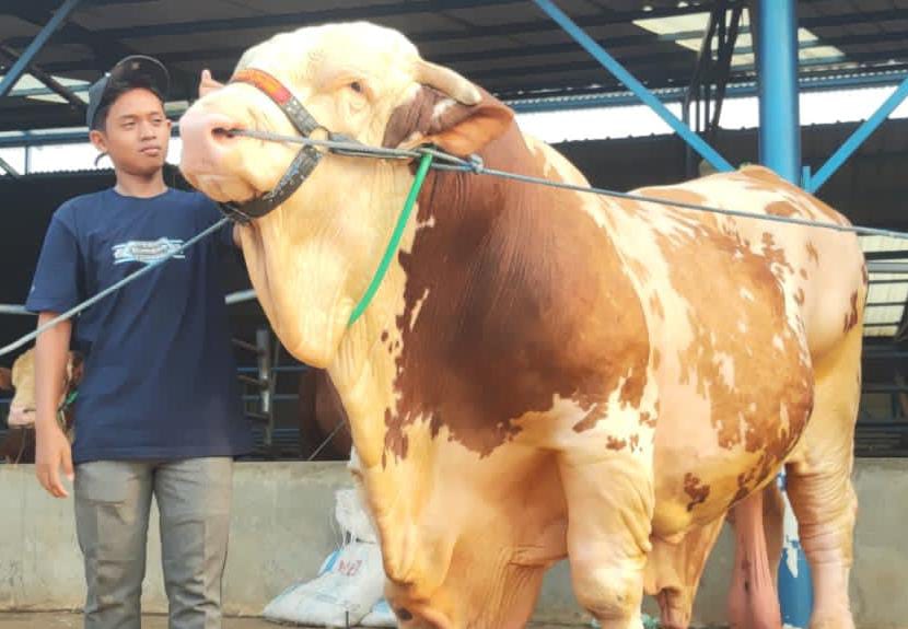 Serba-serbi Idul Adha, Warga Bogor Punya Sapi dengan Bobot di Atas 1 ...