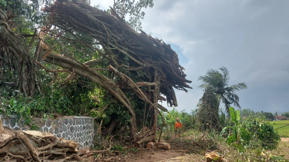Pohon Beringin Raksasa di Pulo Majeti Tumbang, Benarkah Ada Kaitannya ...