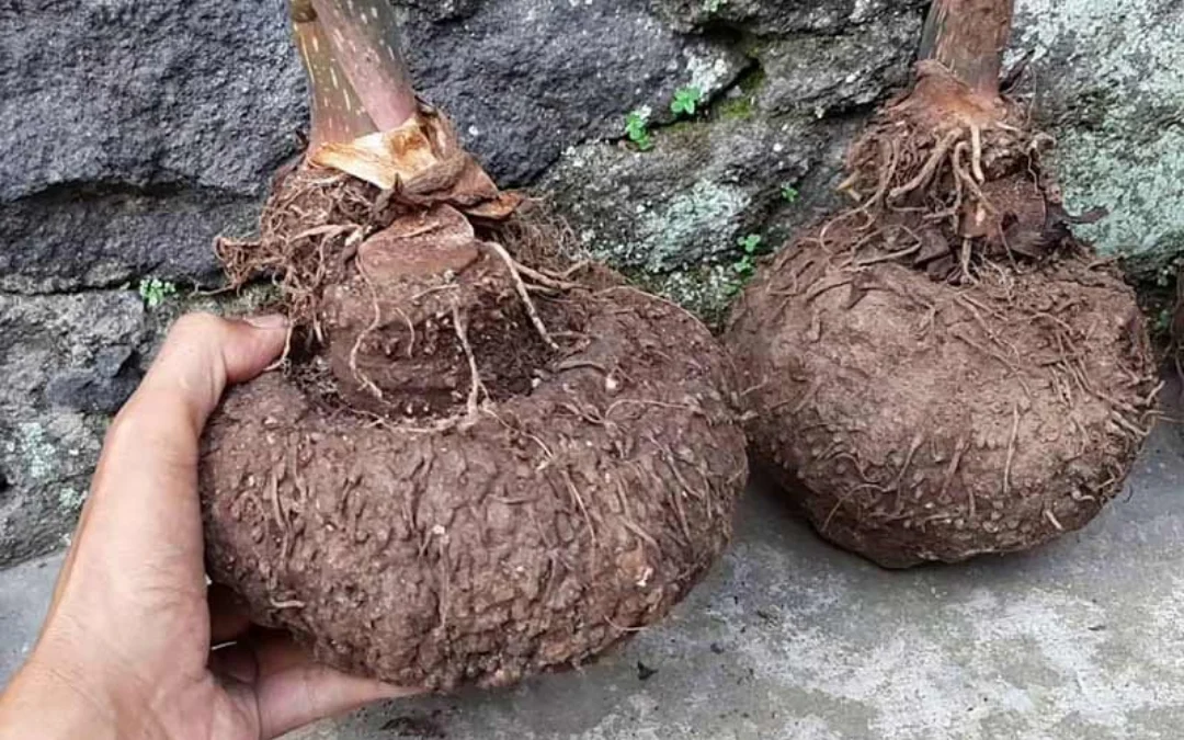 Inovasi Pangan, Adit Setiawan Bangun Pabrik Beras Porang di Sleman ...