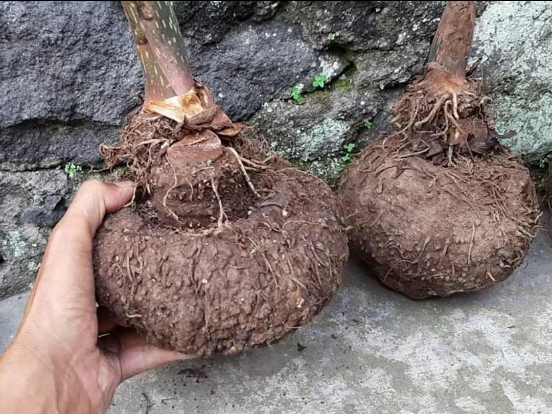 Inovasi Pangan, Adit Setiawan Bangun Pabrik Beras Porang di Sleman ...