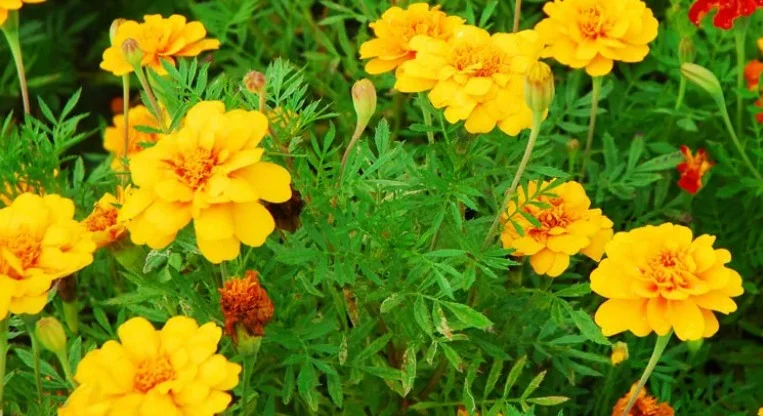 Segudang Khasiat Teh Bunga Kenikir Kuning, Ampuh Sembuhkan Nyeri Haid ...