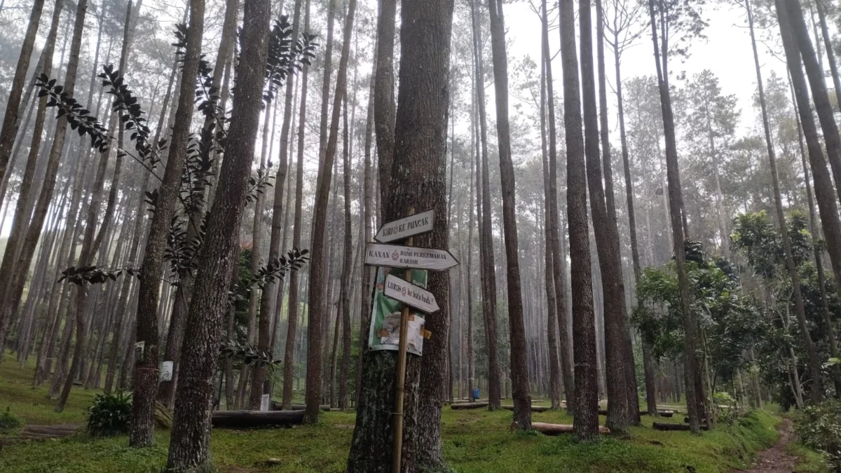 Wisata Batu Kuda: Mengundang Jiwa untuk Menyatu dengan Keasrian ...