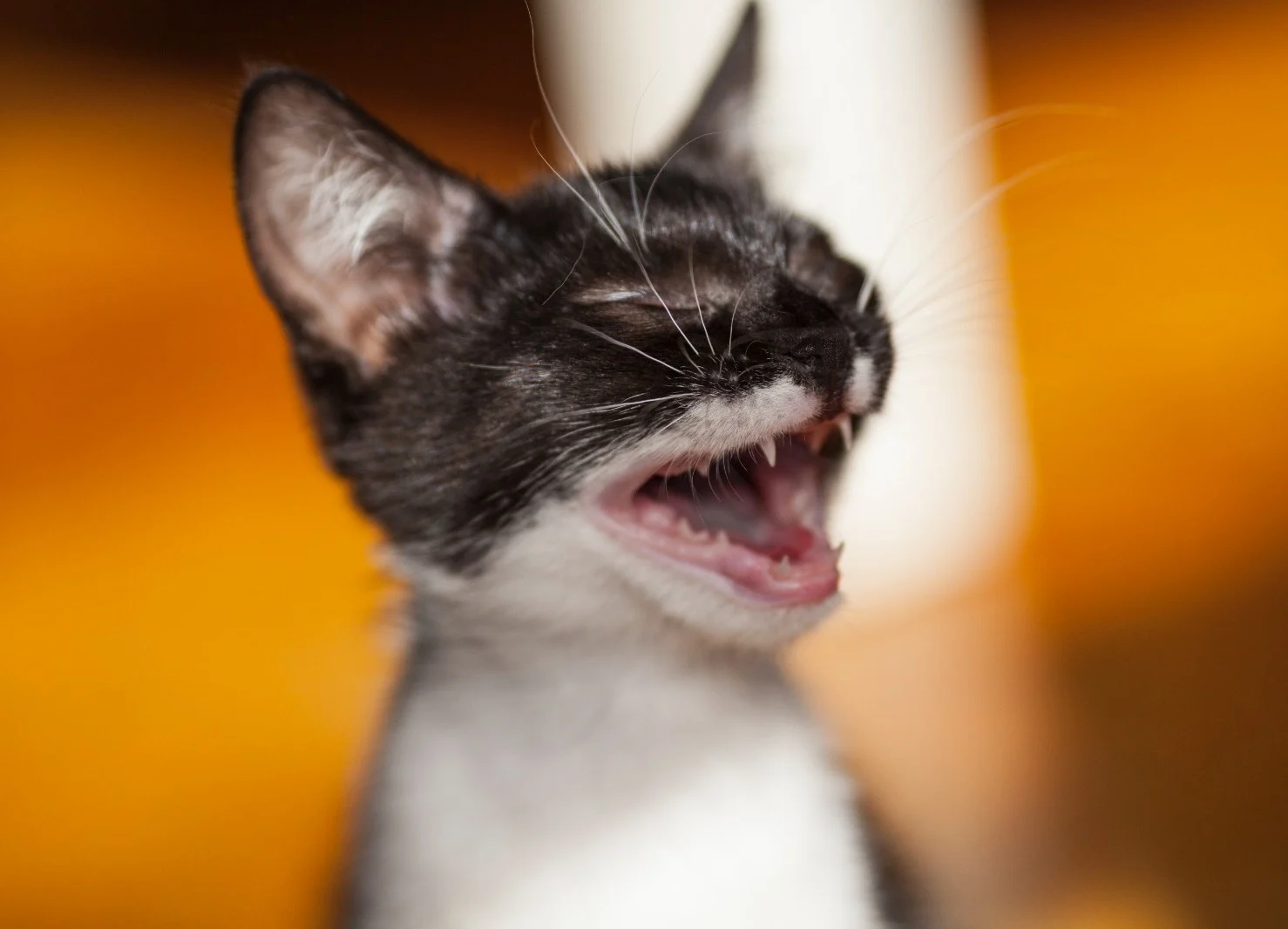 10 Penyebab Kucing Marah yang Perlu Catlovers Tahu! – jabarekspres.com