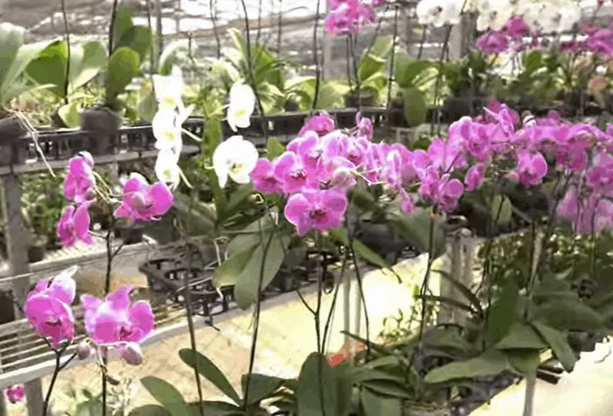 Tanaman Indonesia yang Paling Mahal di Dunia, Apa Saja? – jabarekspres.com