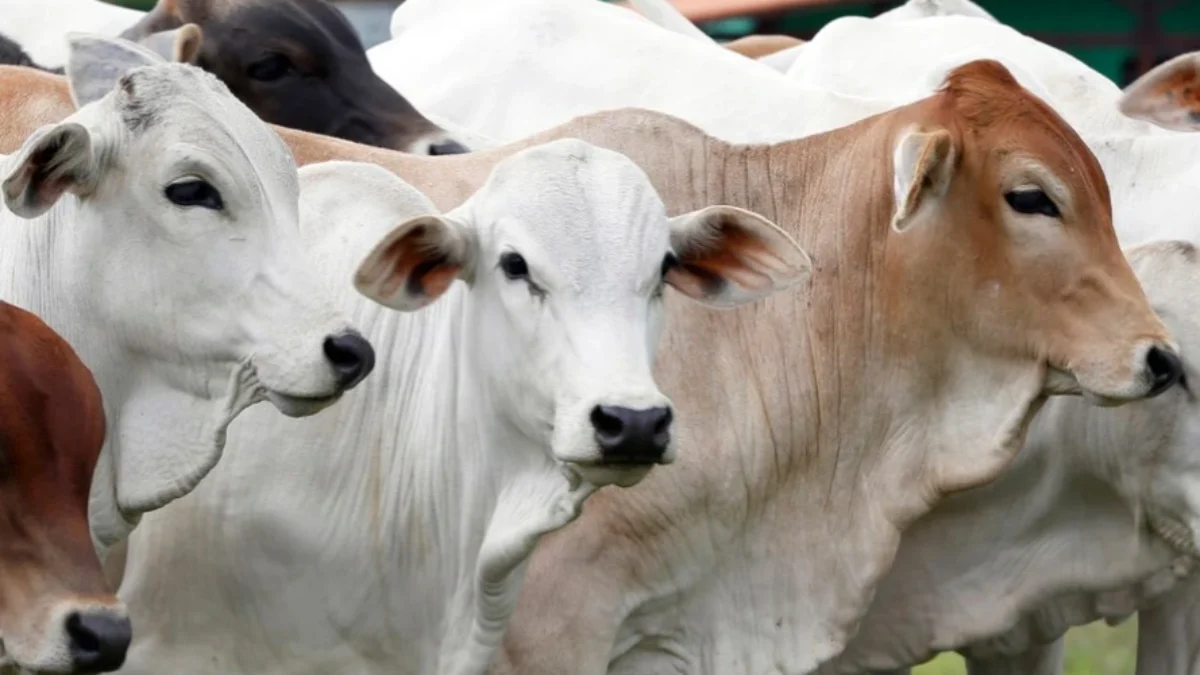 Pasar Domba dan Sapi Bandung – jabarekspres.com