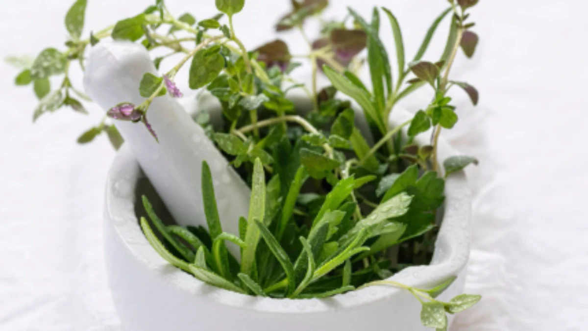 10 Tanaman Herbal Paling Berkhasiat untuk Kesehatan Tubuh ...