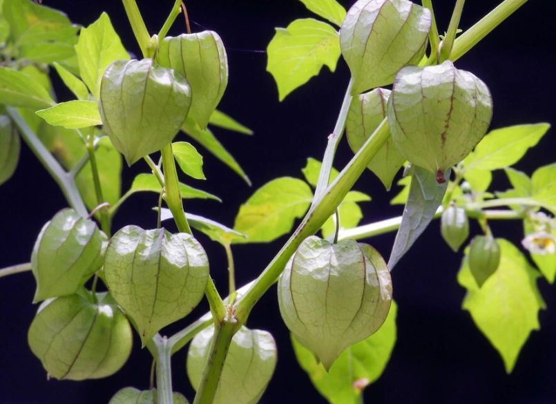 4 Tanaman Asli Indonesia yang Harganya Mahal di Luar Negeri ...