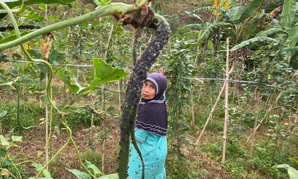 Petani di Saguling Gigit Jari Gegara Serangan Hama Wereng ...