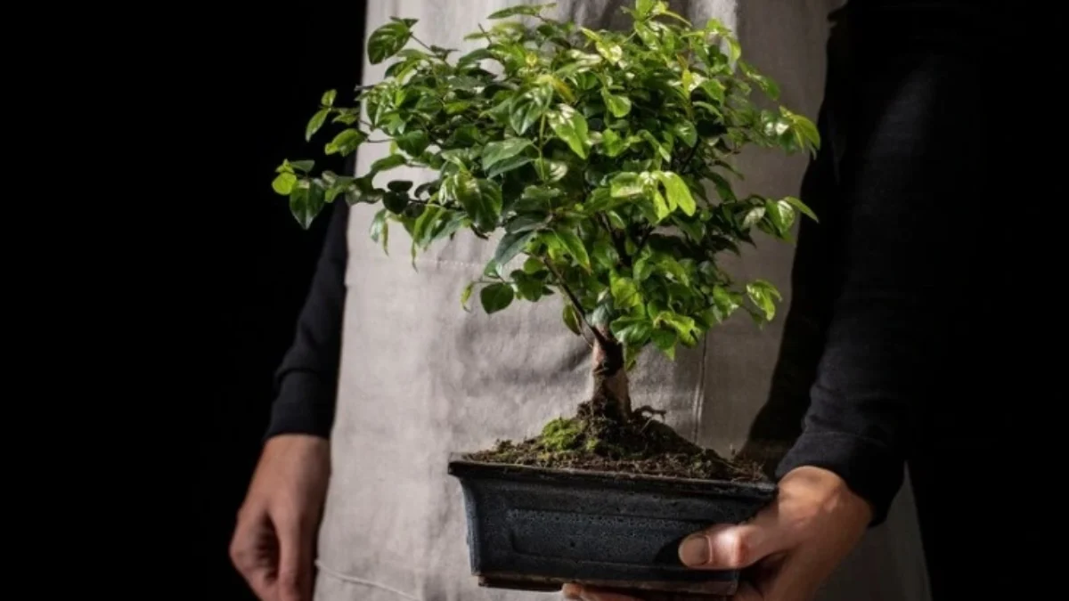 Tak Disangka, Tanaman Asal Indonesia Ini Masuk Daftar Paling Mahal di ...