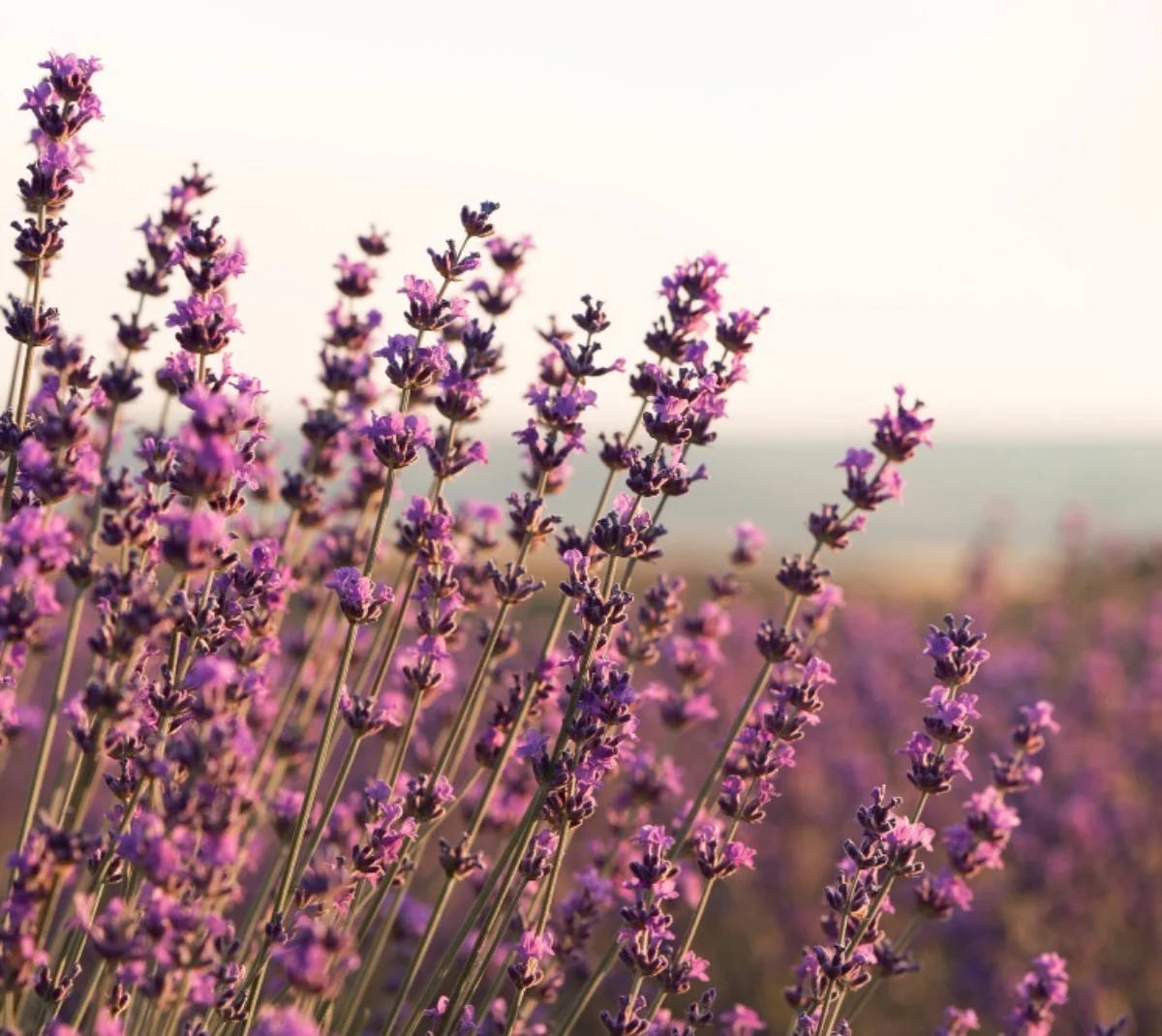 10 Manfaat Bunga Lavender yang Wajib Kamu Ketahui! – jabarekspres.com