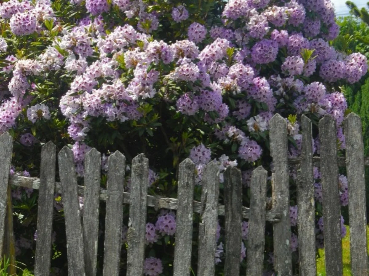 11 Tanaman Berbunga untuk Pagar Rumah Cantik dan Privat – jabarekspres.com