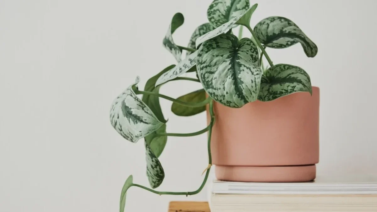 11 Tanaman Pot yang Cocok untuk Mempercantik Ruang Tamu – jabarekspres.com