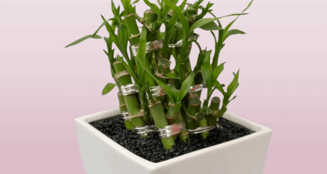 5 Benda Pembawa Keberuntungan untuk Disimpan di Rumah Menurut Feng Shui ...