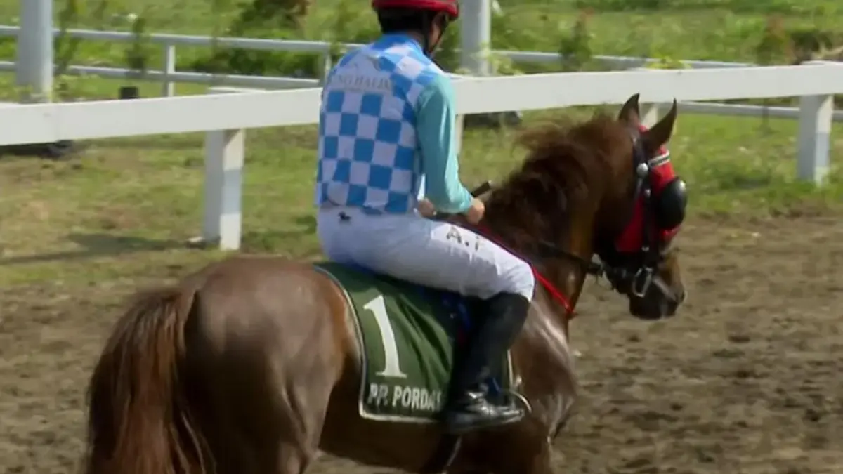 Intip Profil Kuda Pacuan Prince Loupan, Si Viral dari Arena Balap ...