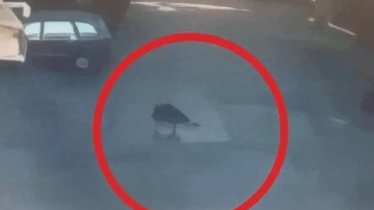 Link Video Rekaman CCTV Viral Timothy Anugerah Saputra Lompat di Gedung ...