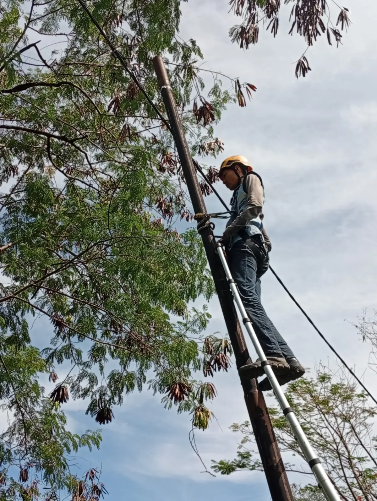 PLN Icon Plus Tingkatkan Keandalan Jaringan Lewat Penataan dan ...