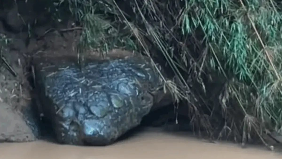 Viral Batu Ular Raksasa di Thailand, Dijuluki “Naga Tidur” dan Dianggap ...