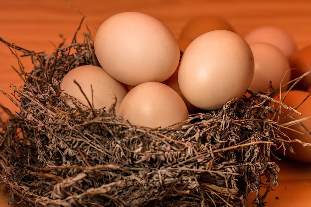 Harga Telur Ayam Ras Naik di 175 Kabupaten/Kota, BPS: Perlu Diwaspadai ...
