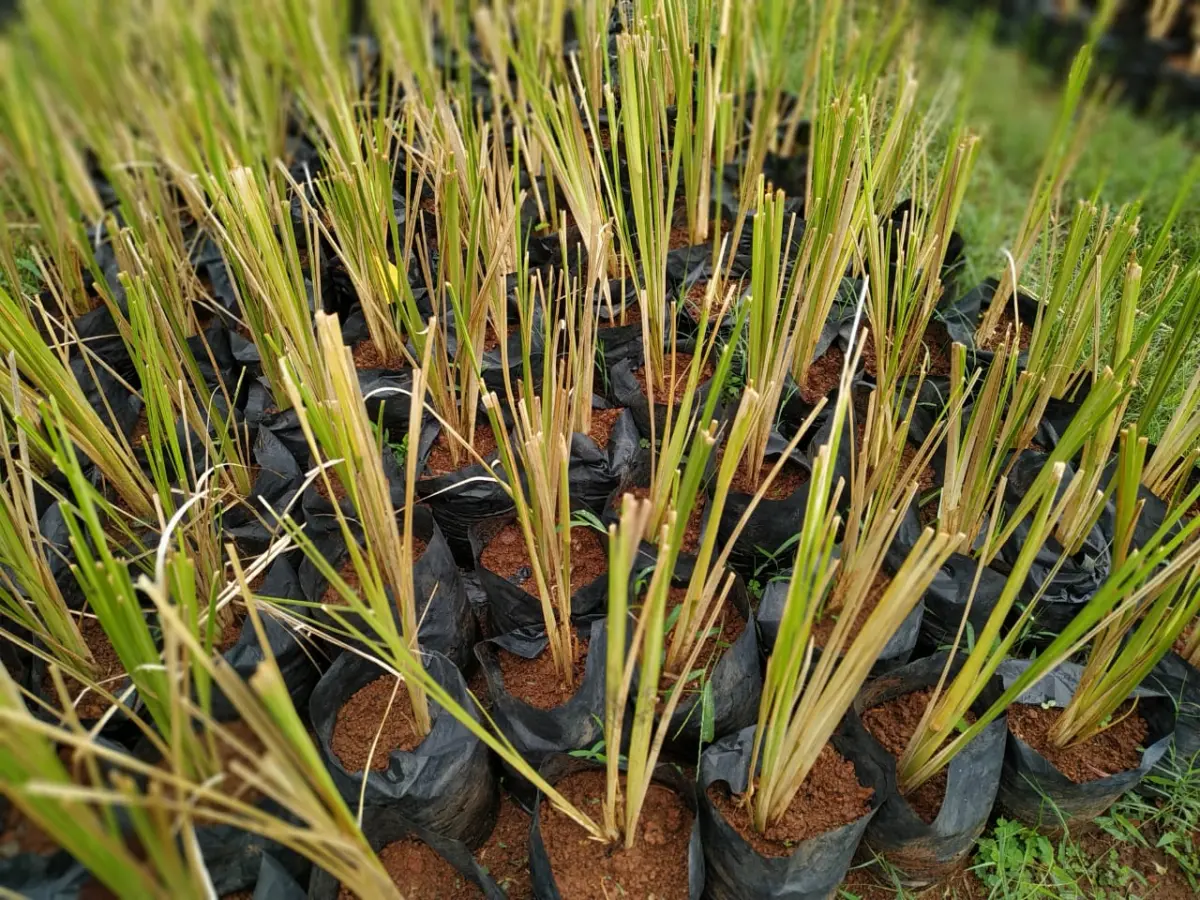 7 Tanaman Pencegah Longsor yang Bisa Ditanam di Lereng dan Halaman ...