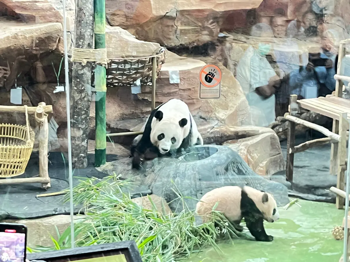 Taman Safari Perkenalkan Satrio Wiratama, Baby Giant Panda Pertama yang ...