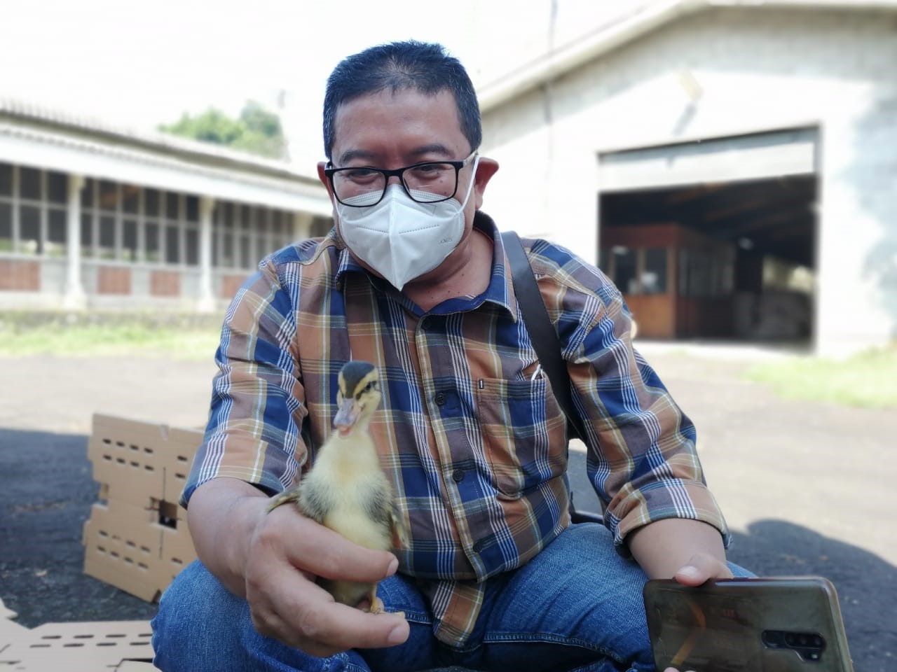 Akibat Pandemi Puluhan Peternak Ayam Broiler Gulung Tikar – Pasundan ...
