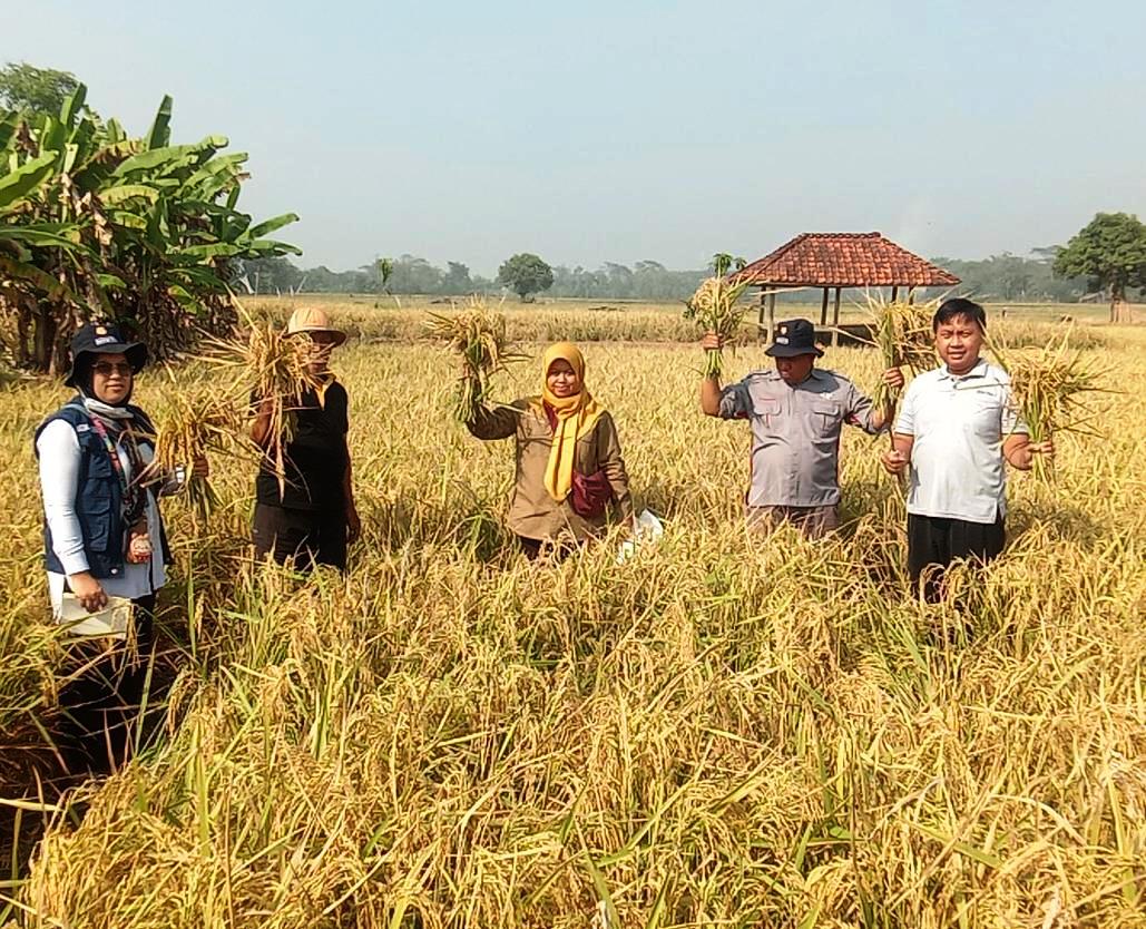Produksi Padi Ketan di Binong Tinggi – Pasundan Ekspres